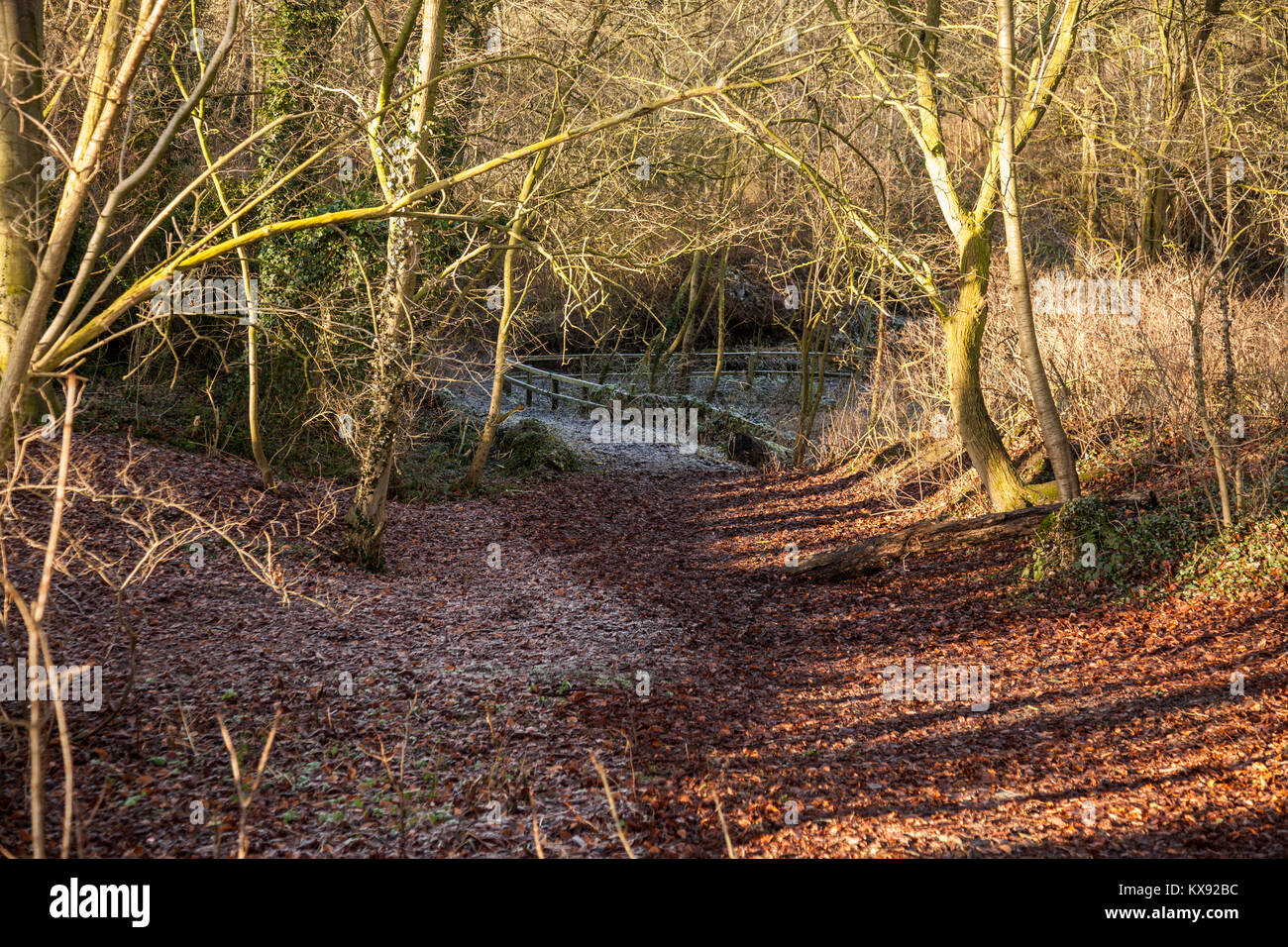 A tree lined pathway in Quarry Wood Nature Reserve in Yarm,.England,UK ...