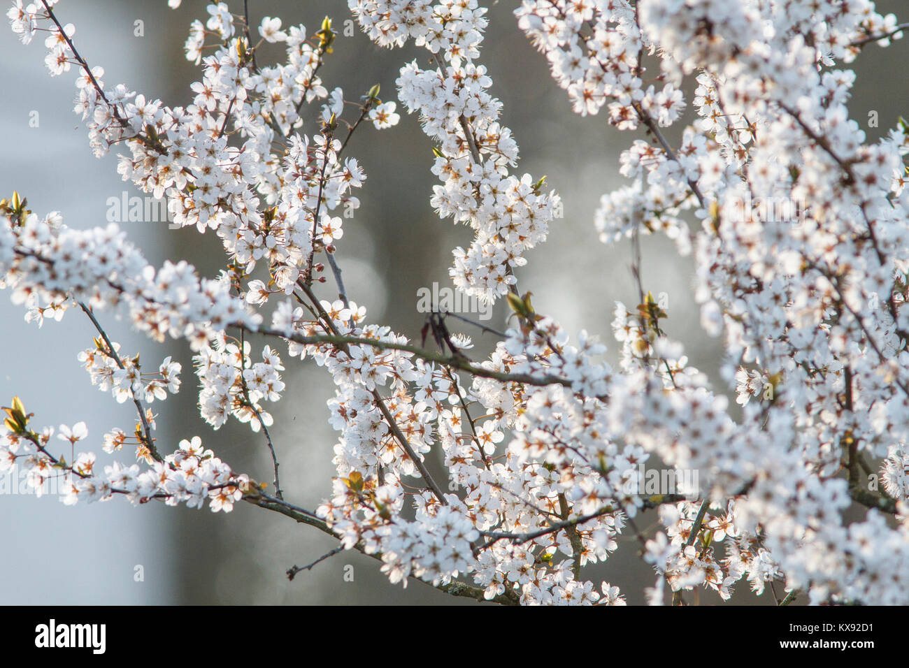 Springtime tree wallpaper hi-res stock photography and images - Alamy