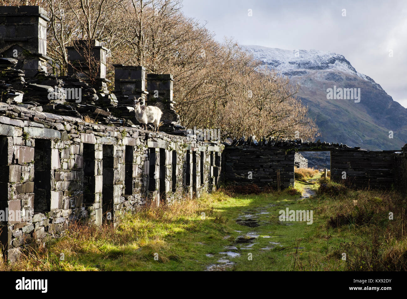 Wild goat on ruins of Anglesey Barracks quarrymen's cottages in ...