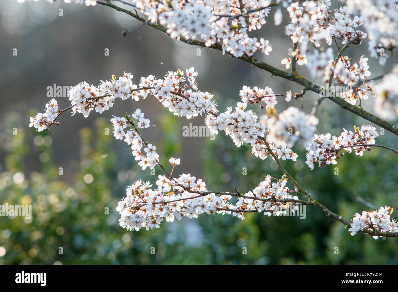 Springtime image with tree hi-res stock photography and images - Alamy