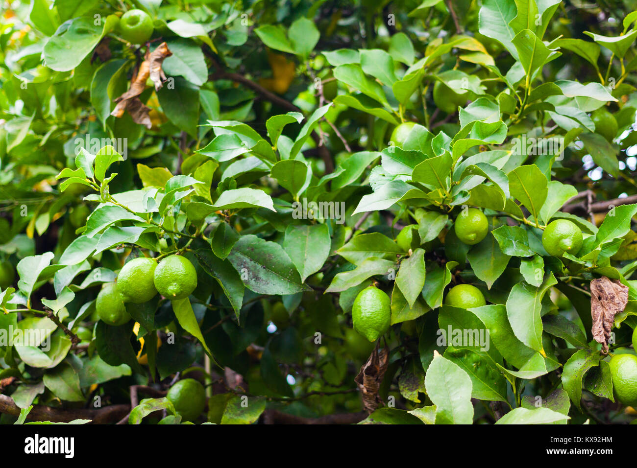 Close-up of a lemon tree with green lemons in Asturias, Spain Stock ...