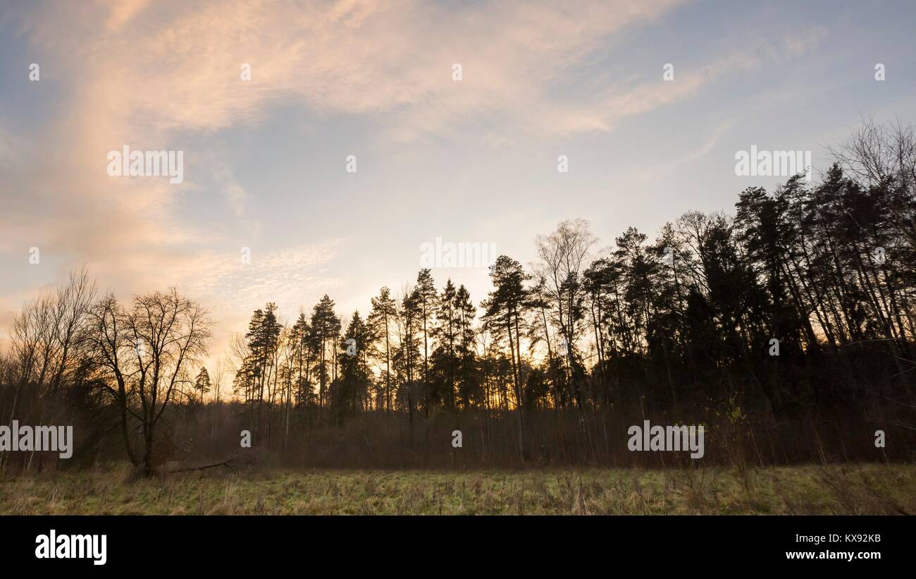Evening sky over forest Stock Photo - Alamy