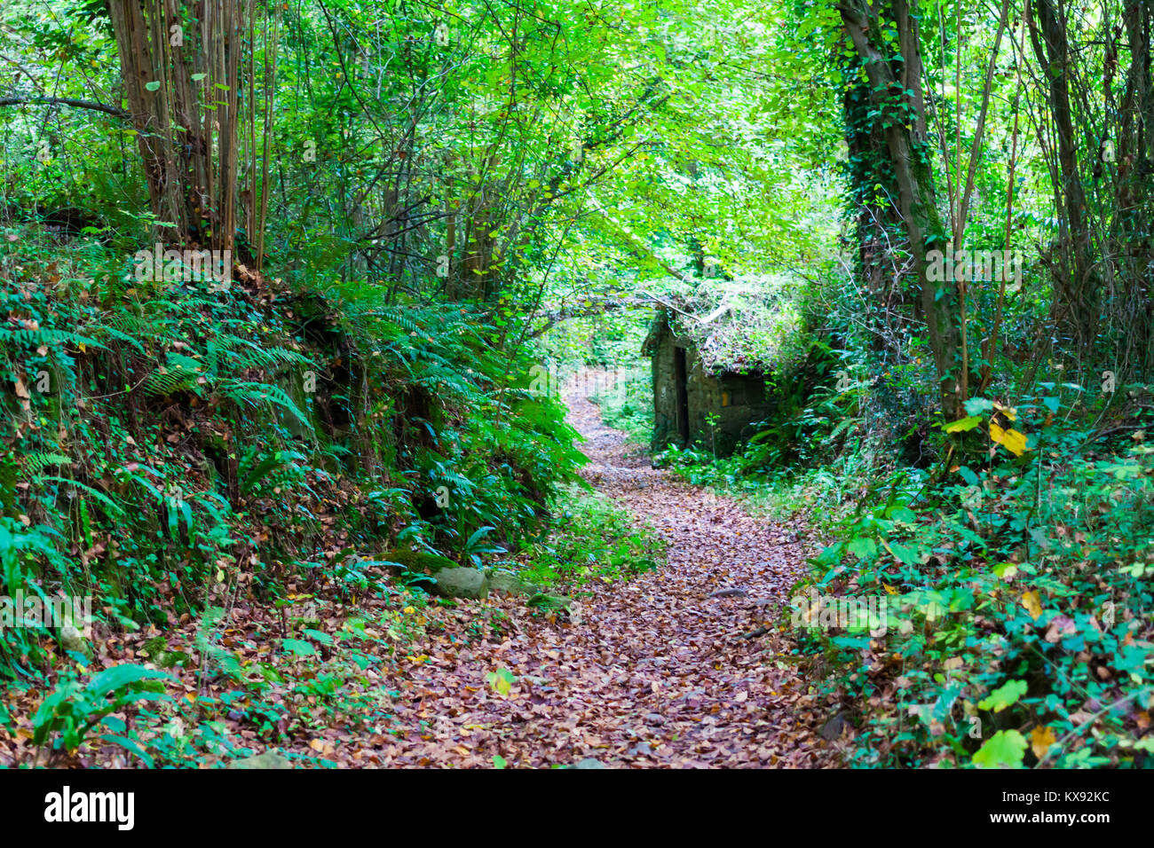 Small stone hut in the forest in Asturias, Spain Stock Photo - Alamy