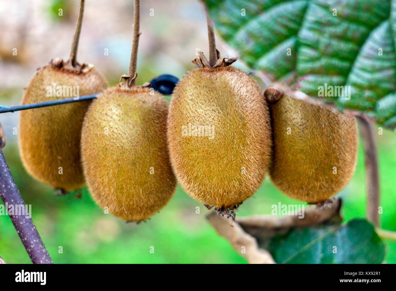 Orchard plantation hi-res stock photography and images - Alamy