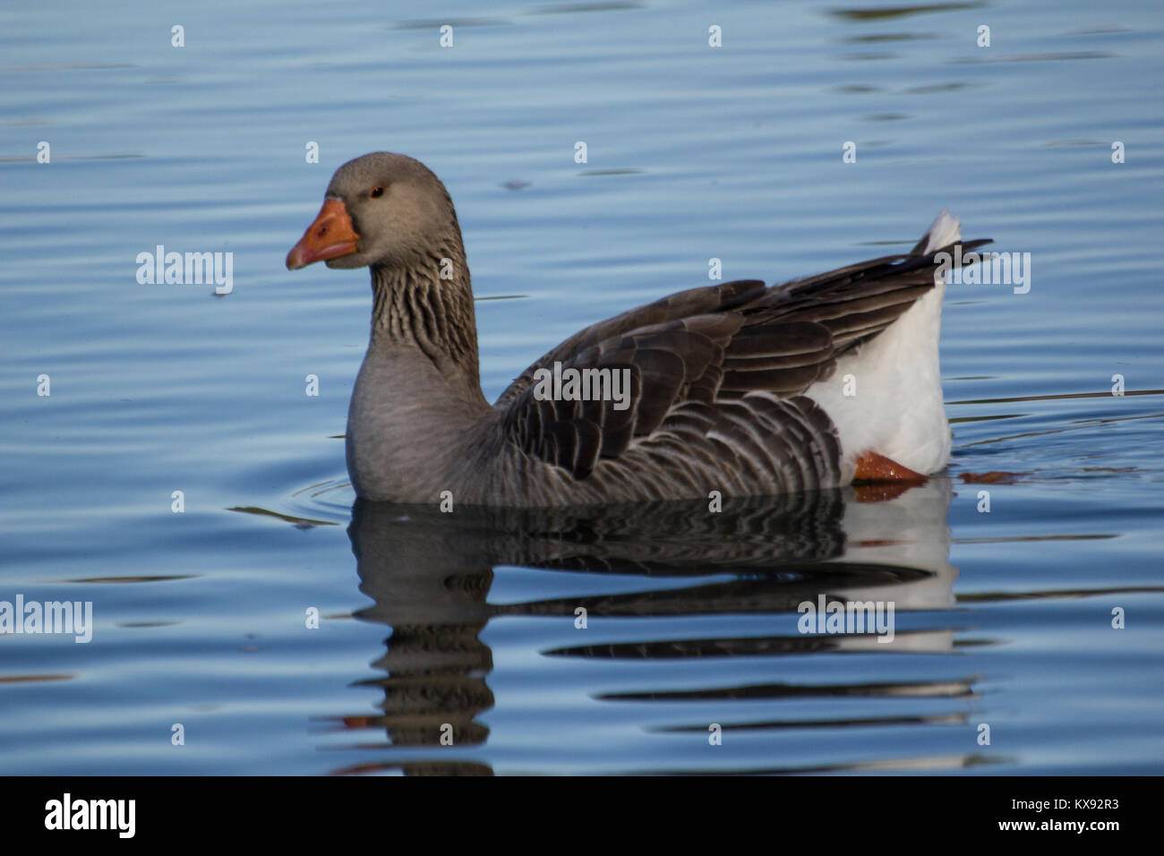 African gray goose hi-res stock photography and images - Alamy