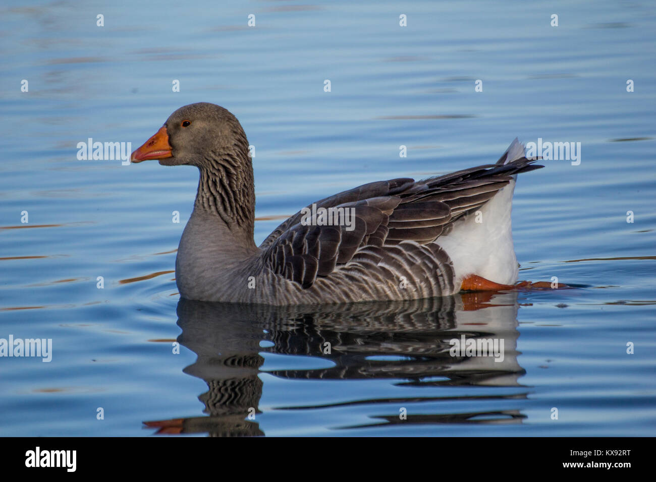 African gray goose hi-res stock photography and images - Alamy