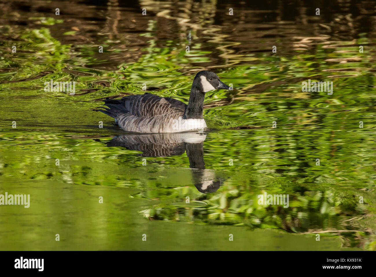 Rowley lake hi-res stock photography and images - Alamy