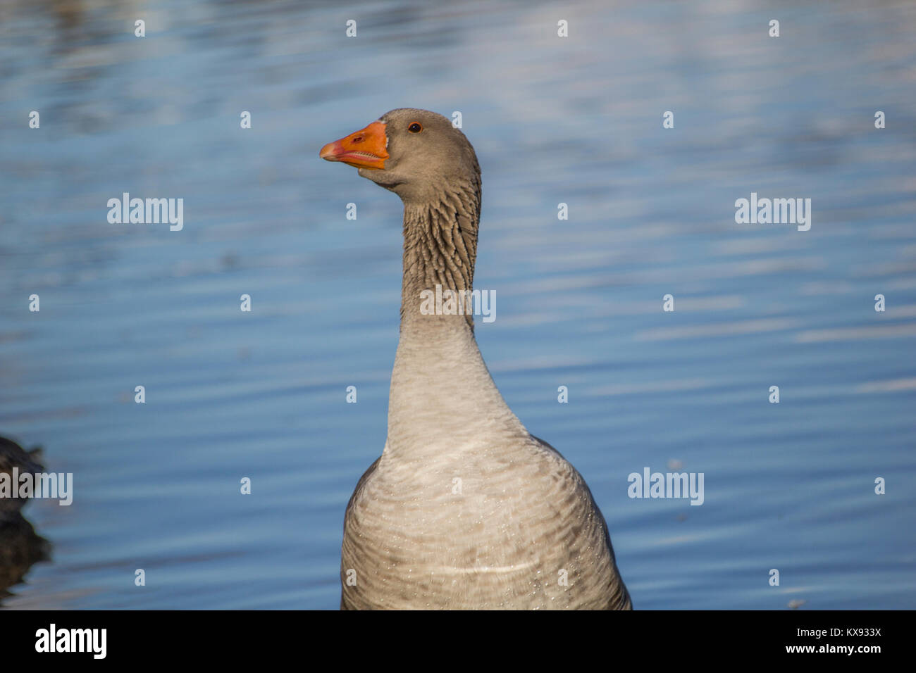 Gray lag goose Stock Photo - Alamy