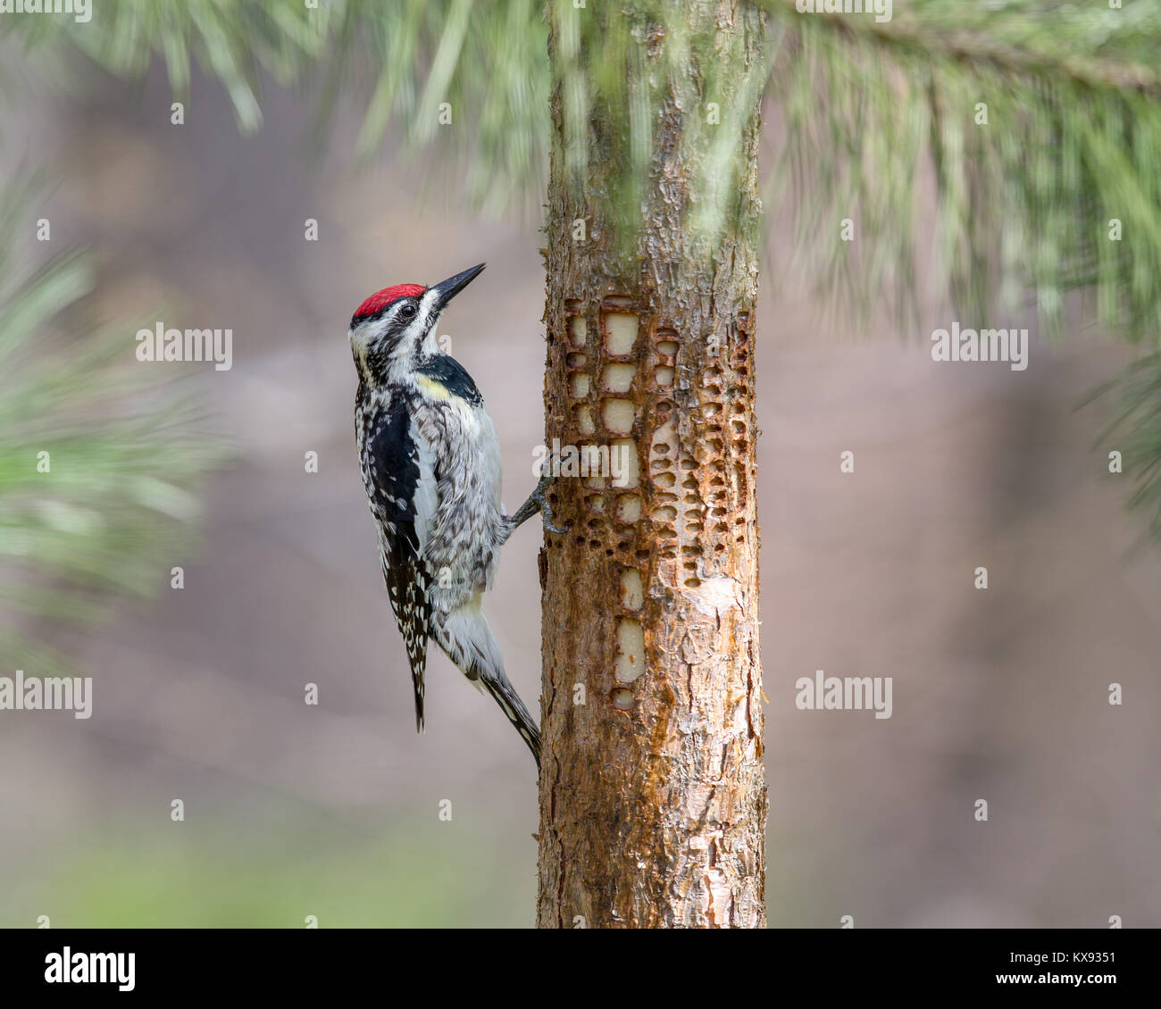 Yellow-bellied Sapsucker (Sphyrapicus varius) inspecting holes that it ...