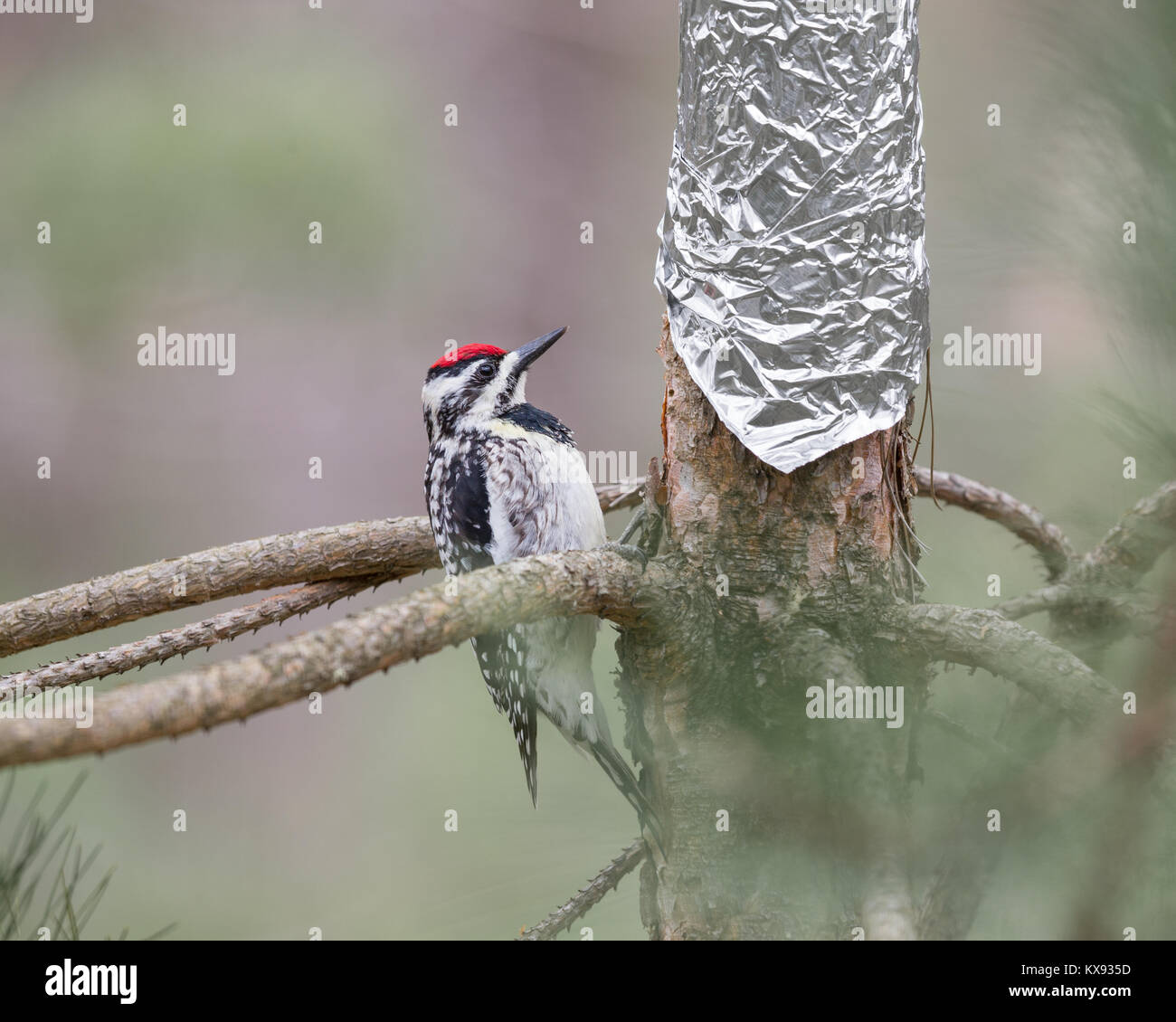Yellow-bellied Sapsucker (Sphyrapicus varius) inspecting tin foil that ...