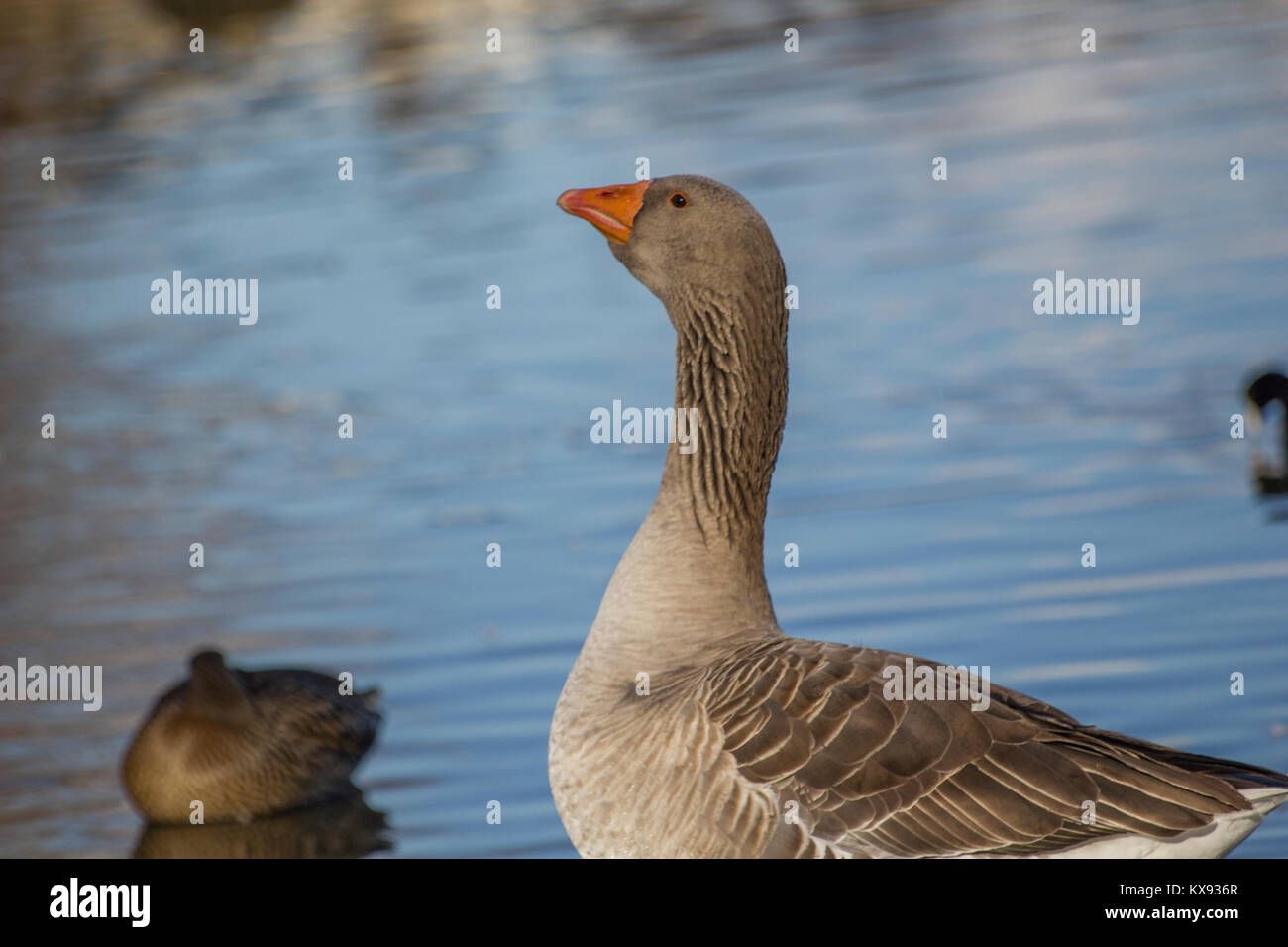 Gray lag goose Stock Photo - Alamy