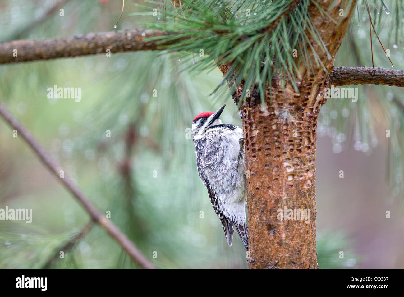Yellow-bellied Sapsucker (Sphyrapicus varius) inspecting holes that it ...