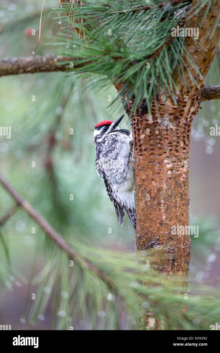 Yellow bellied sapsucker feather hi-res stock photography and images ...