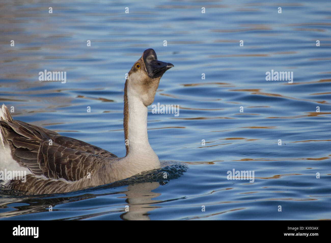 African goose hi-res stock photography and images - Alamy