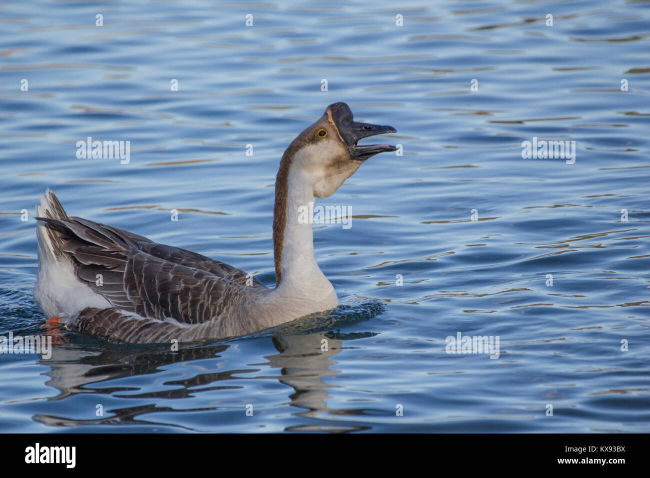 African goose hi-res stock photography and images - Alamy