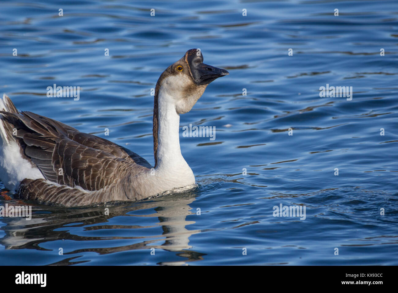 African gray goose hi-res stock photography and images - Alamy