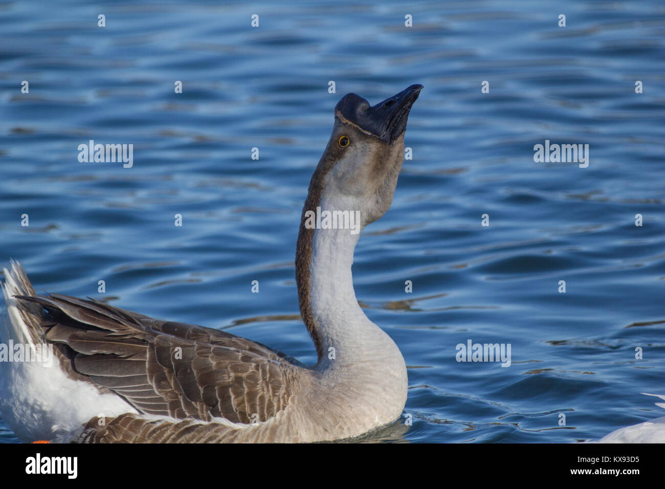 African goose hi-res stock photography and images - Alamy