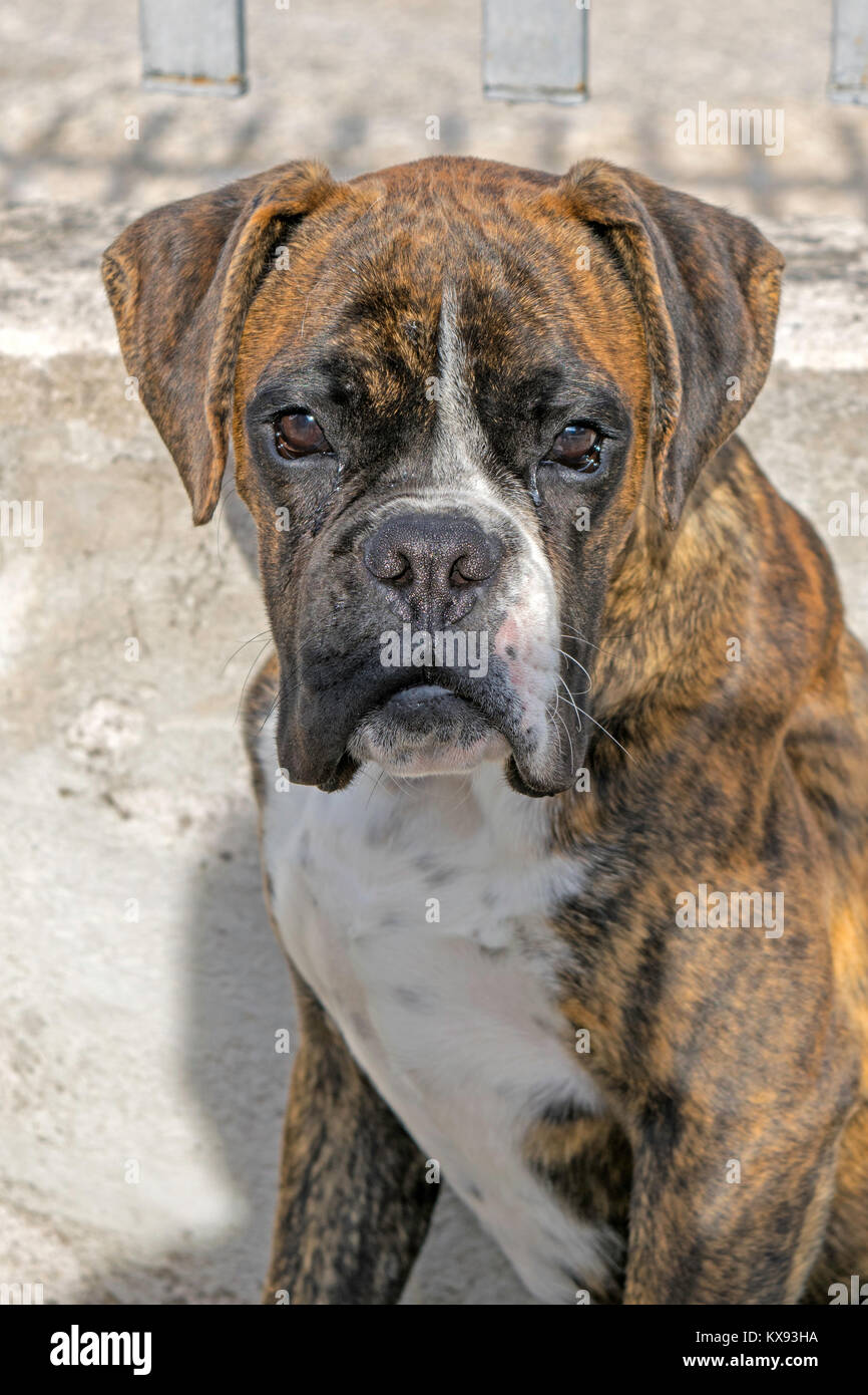 Canis lupus familiaris boxer hi-res stock photography and images - Alamy