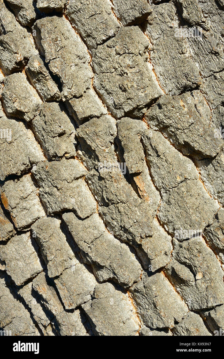 Old tree bark. Wooden texture. Natural background Stock Photo - Alamy