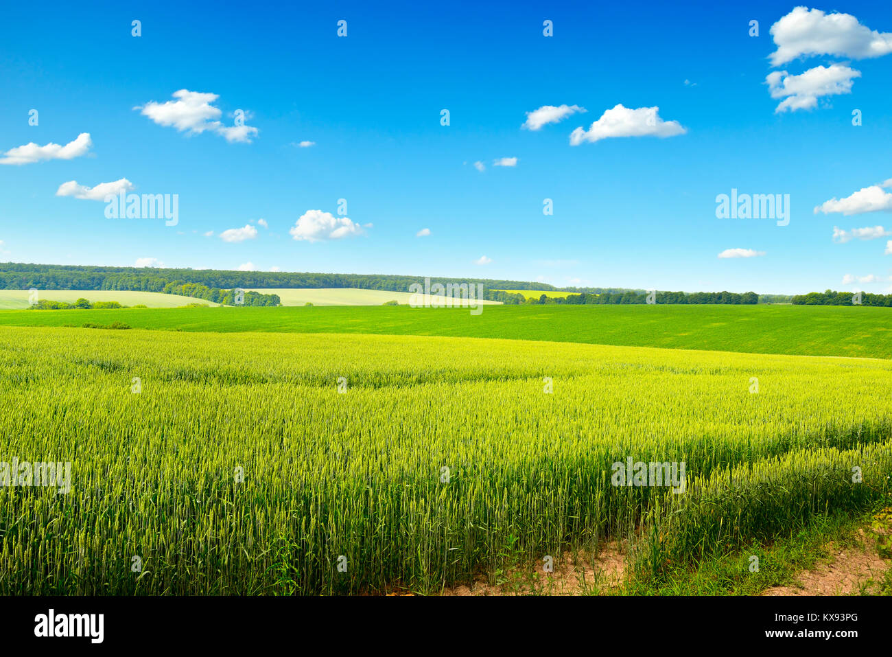 Spring wheat field and clear blue sky with small clouds Stock Photo - Alamy