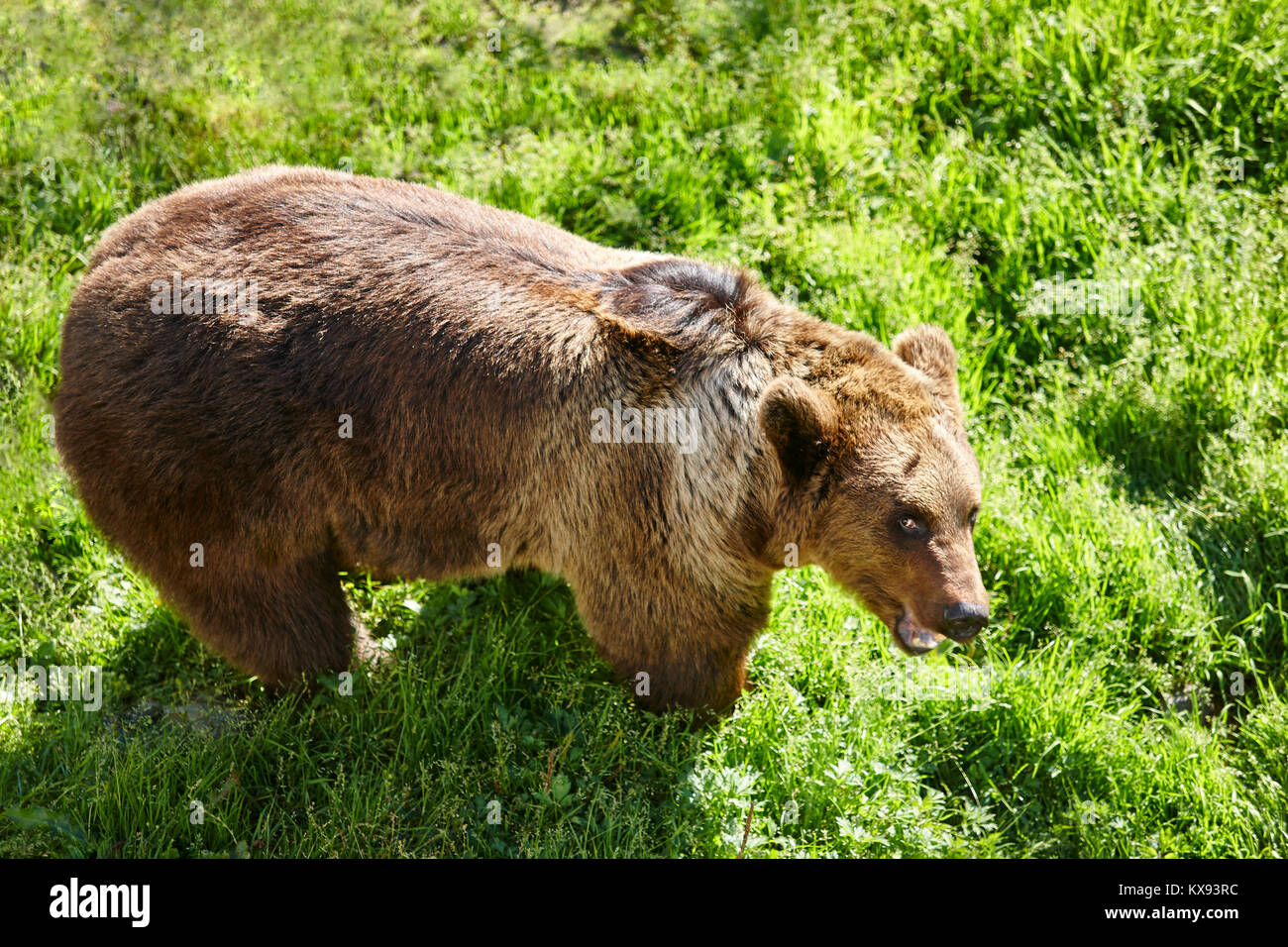 Brown bear on the wild. Wildlife environment. Animal background Stock ...