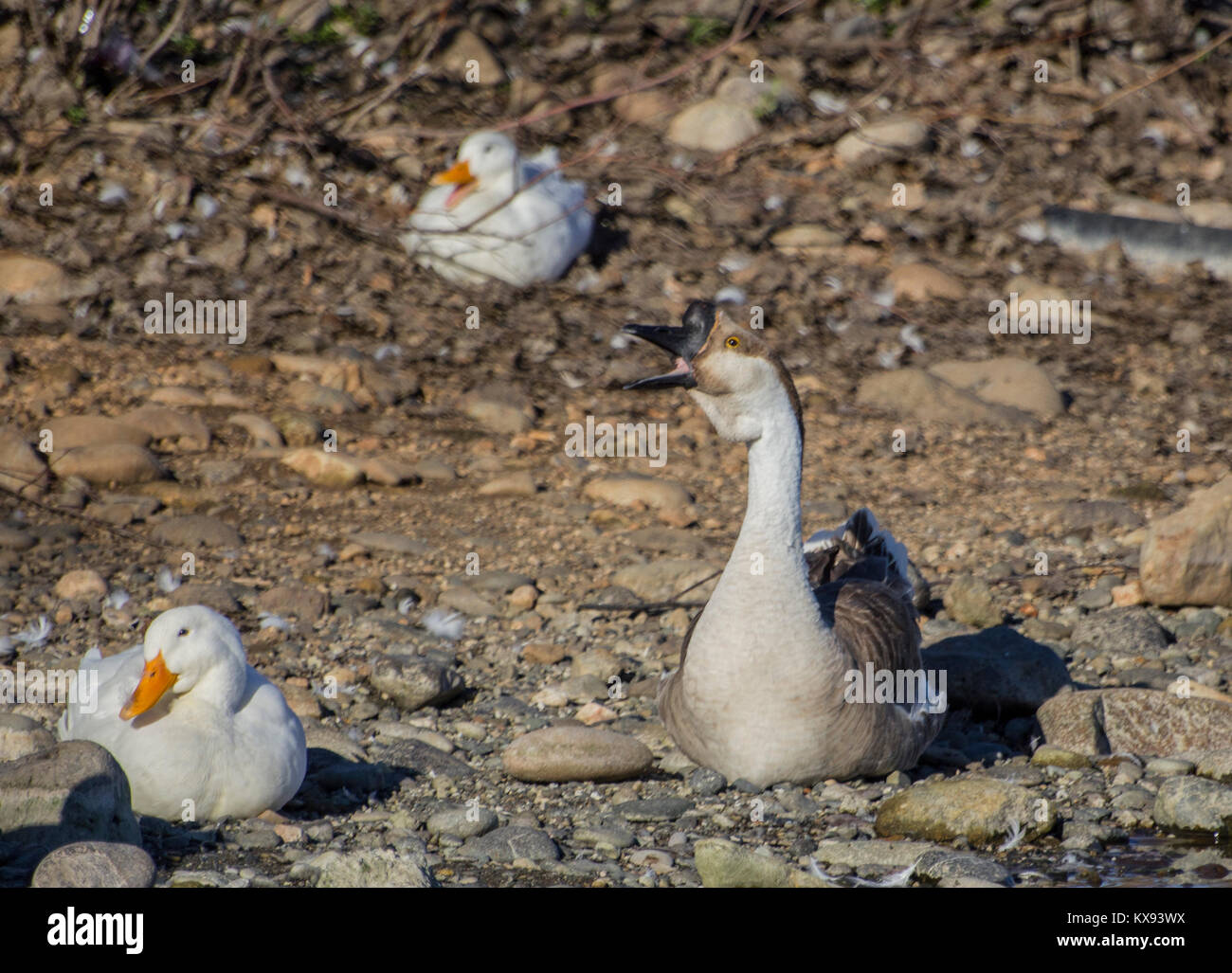 African goose hi-res stock photography and images - Alamy