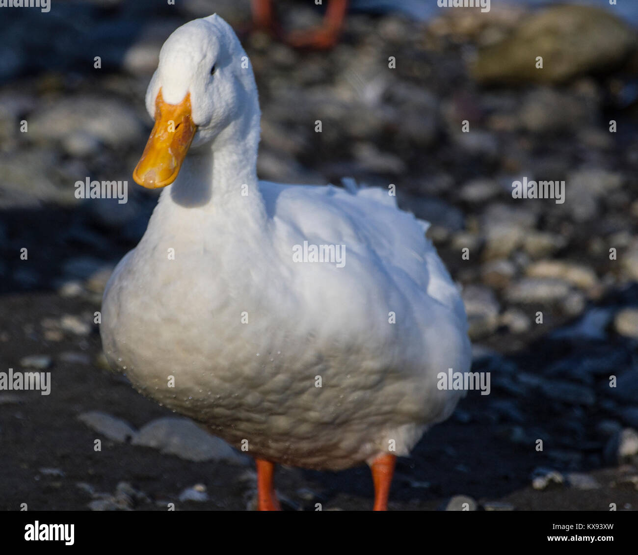 Pekin ducks hi-res stock photography and images - Alamy