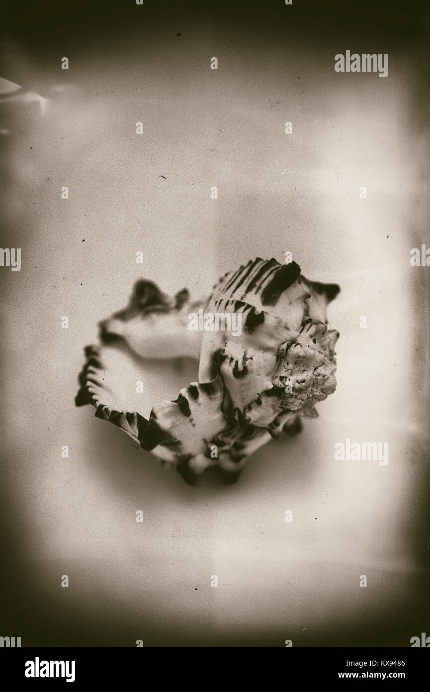 Sea shell on plain light background Stock Photo - Alamy