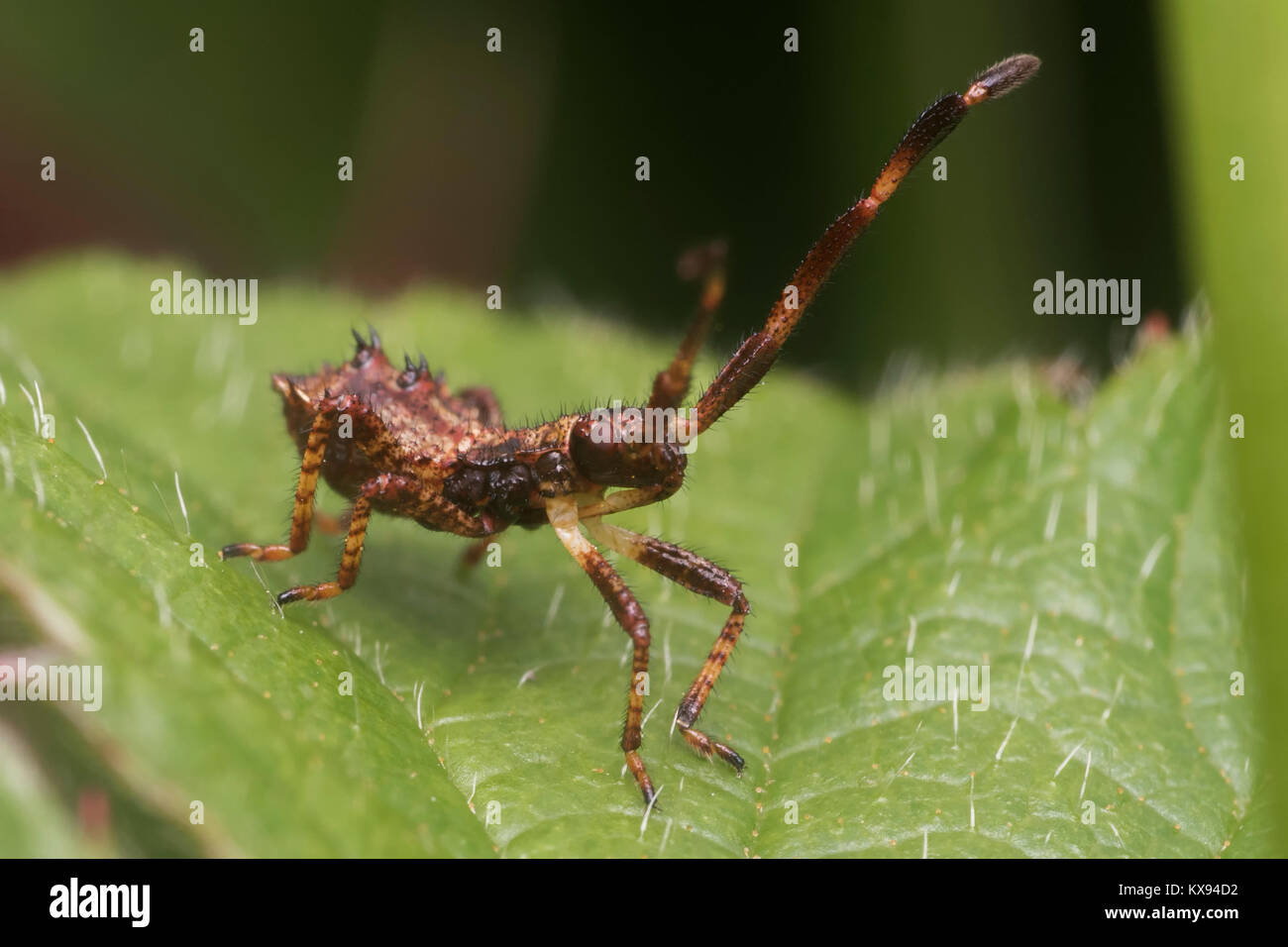 Dock bug nymph hi-res stock photography and images - Alamy