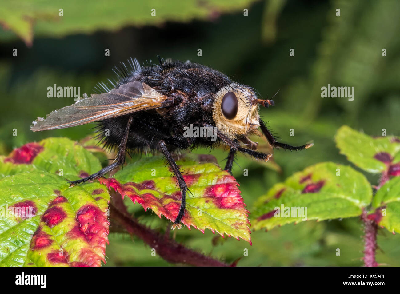Giant Tachinid Fly (Tachina grossa) preening itself on a bramble leaf ...