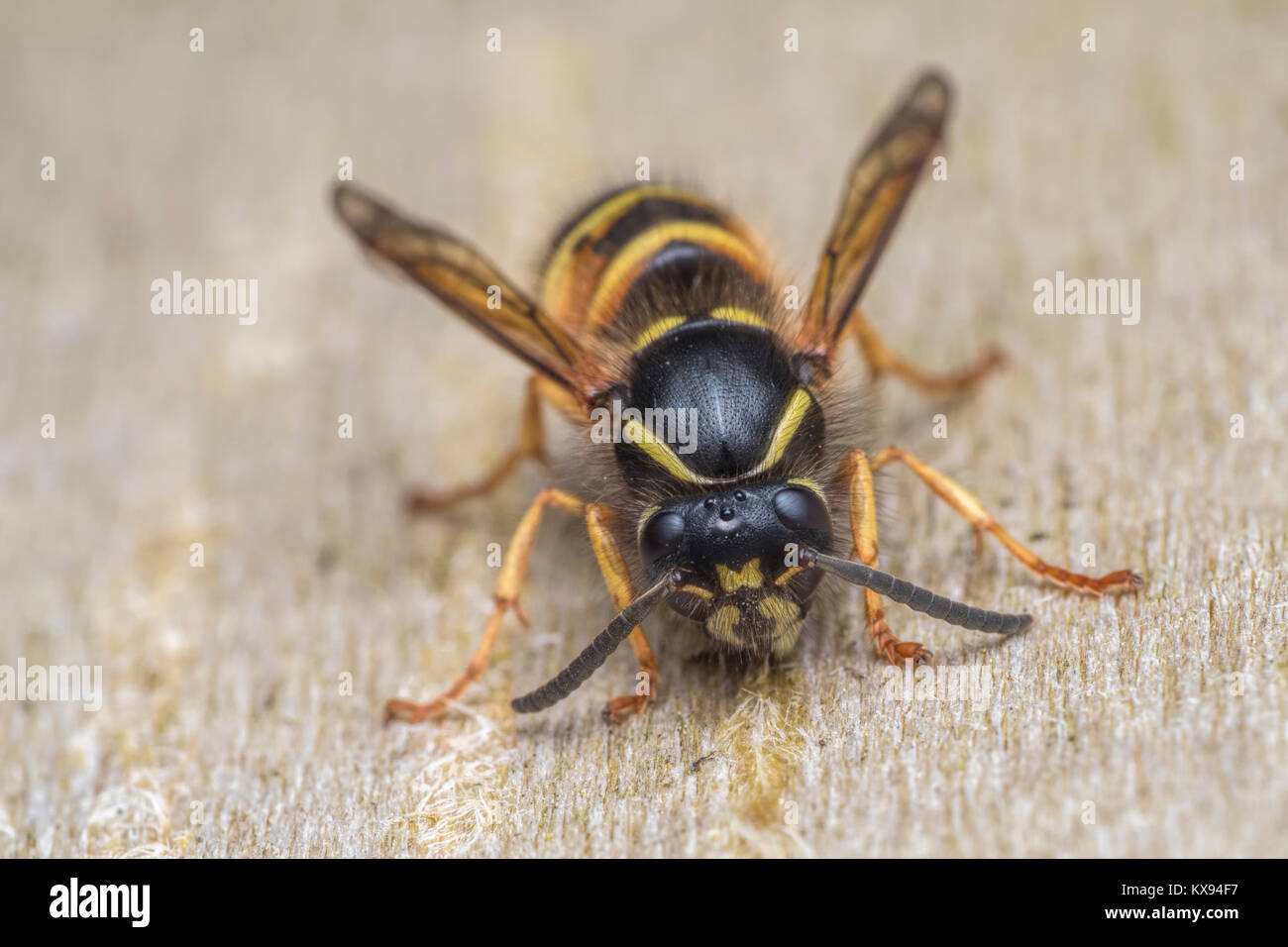 Wood wasps hi-res stock photography and images - Alamy