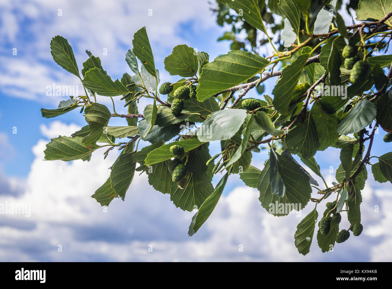 Alder tree leaves hi-res stock photography and images - Alamy