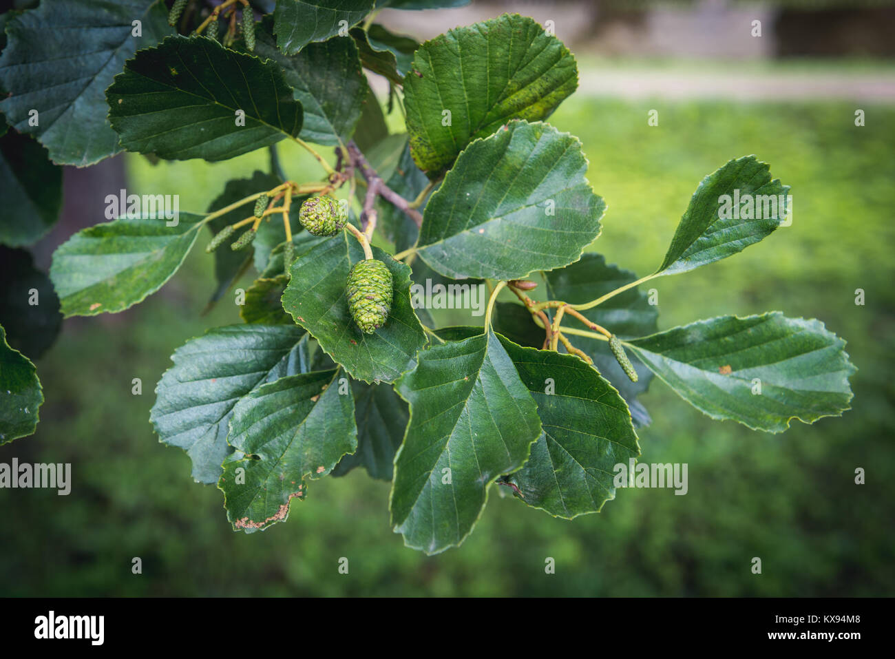Close up on Alder tree leaves in Warmian-Masurian Voivodeship of Poland ...