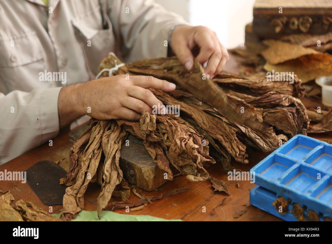 zigarren Herstellung in Cuba -Cigars manufacturing in Cuba Stock Photo ...