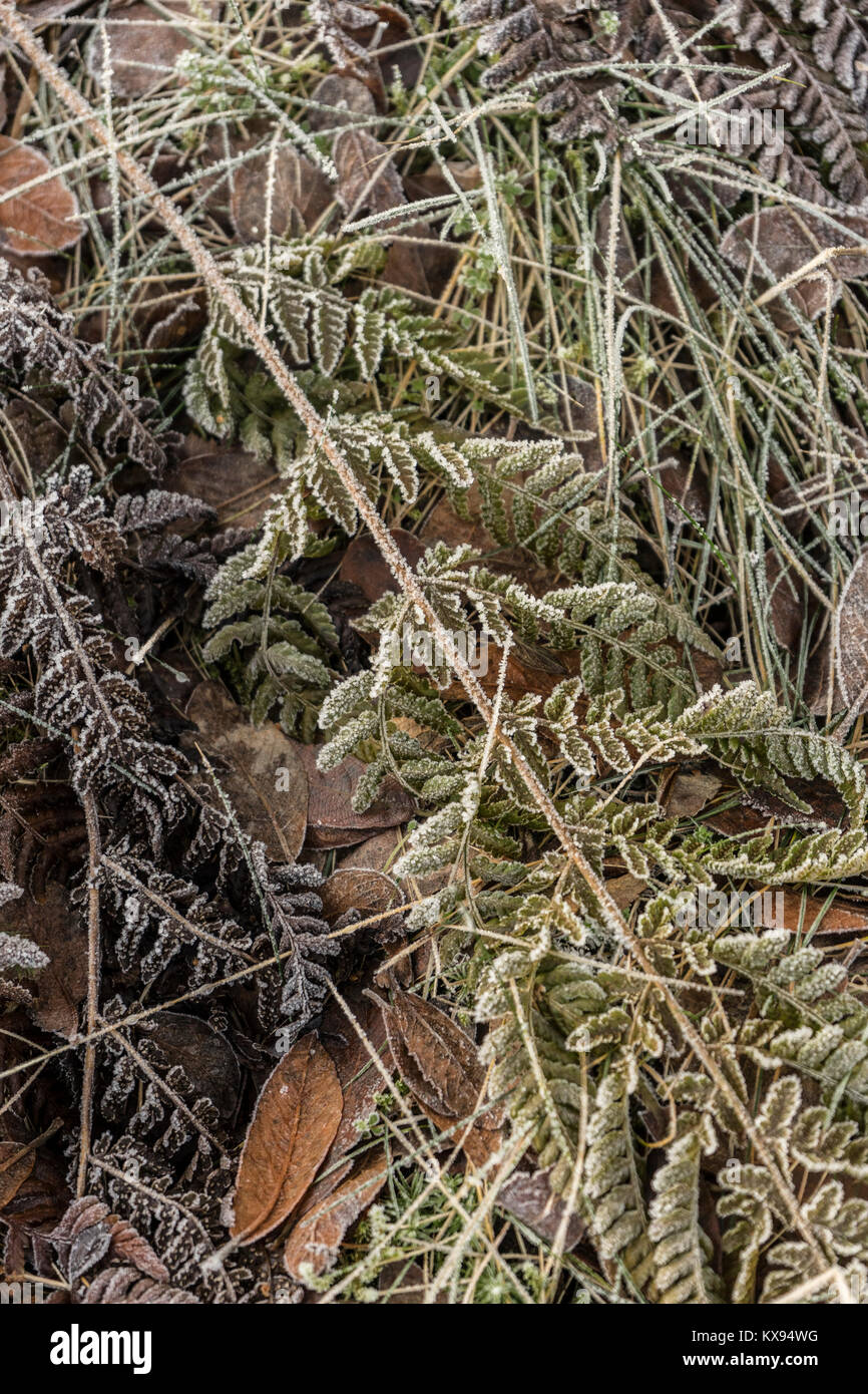 Frosty frozen icy freeze hi-res stock photography and images - Alamy
