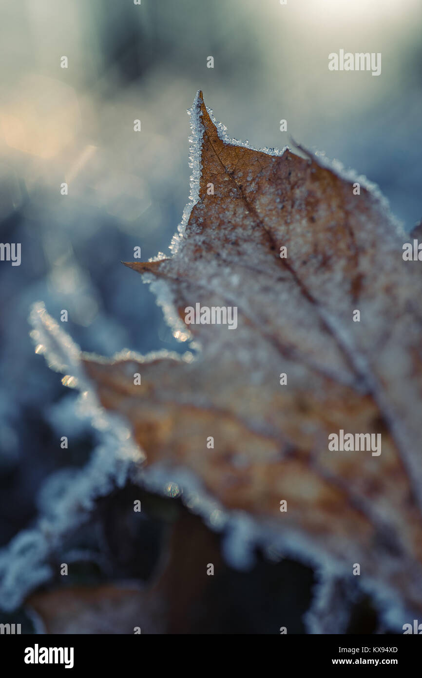 Frosty frozen icy freeze hi-res stock photography and images - Alamy