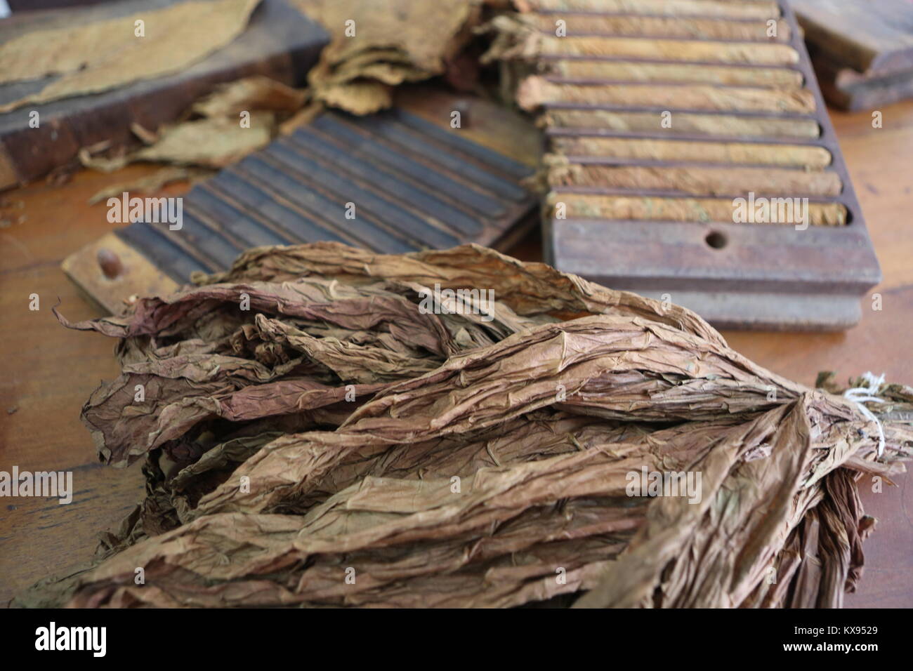 zigarren Herstellung in Cuba -Cigars manufacturing in Cuba Stock Photo ...