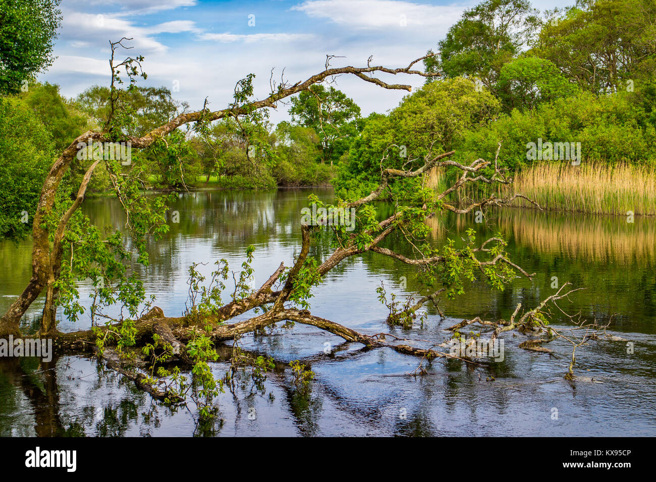 River Laune, near Killarney, village Beaufort and Lough Leane, County ...