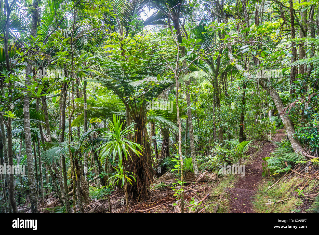 Rainforest with tree ferns hi-res stock photography and images - Alamy
