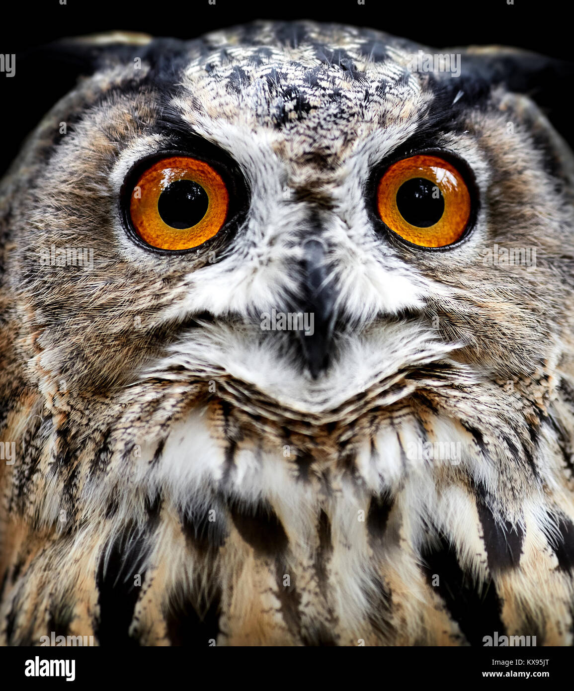 Owl portraits. Owl Look Stock Photo - Alamy