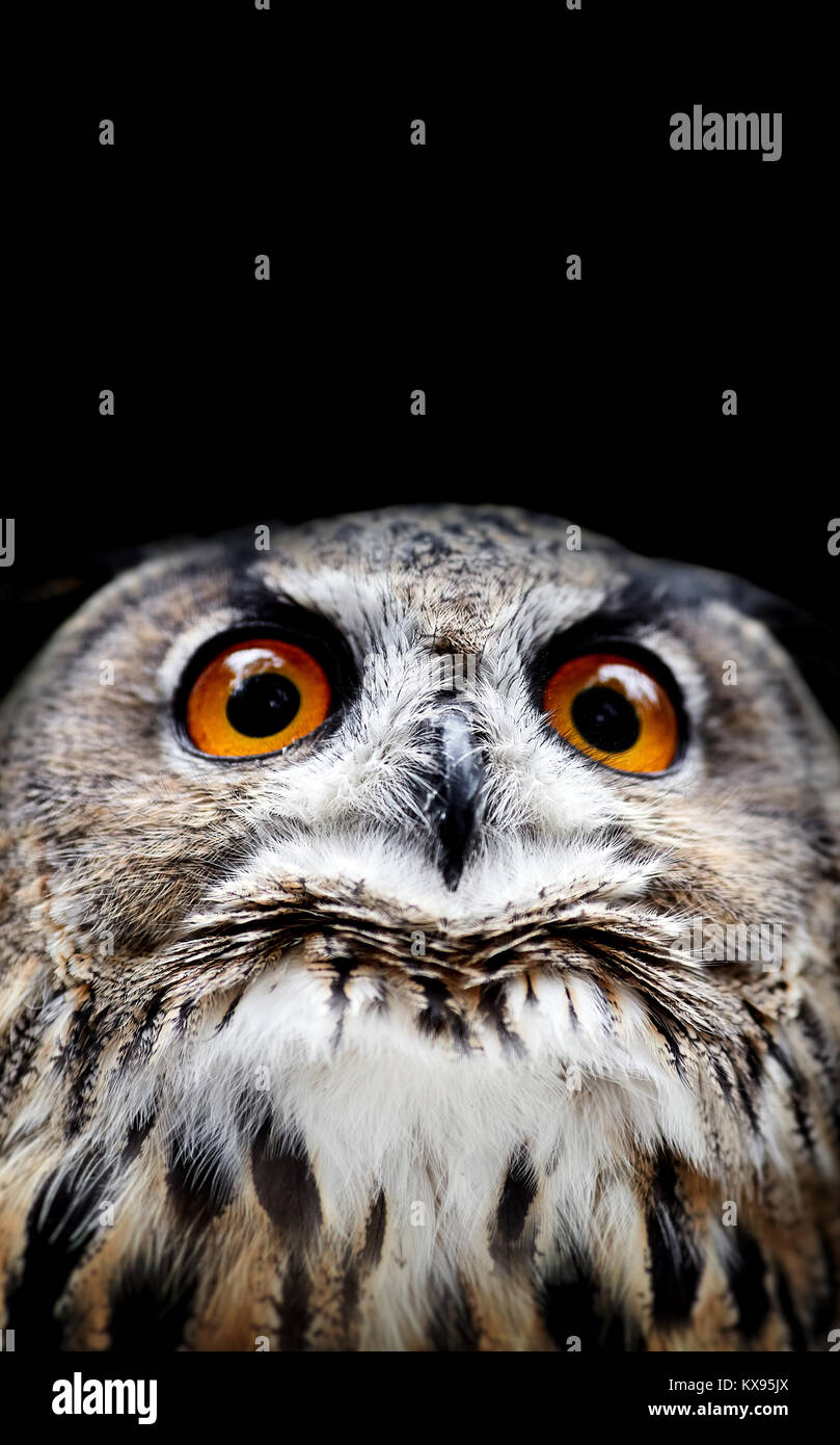 Owl portraits. Owl Look Stock Photo - Alamy