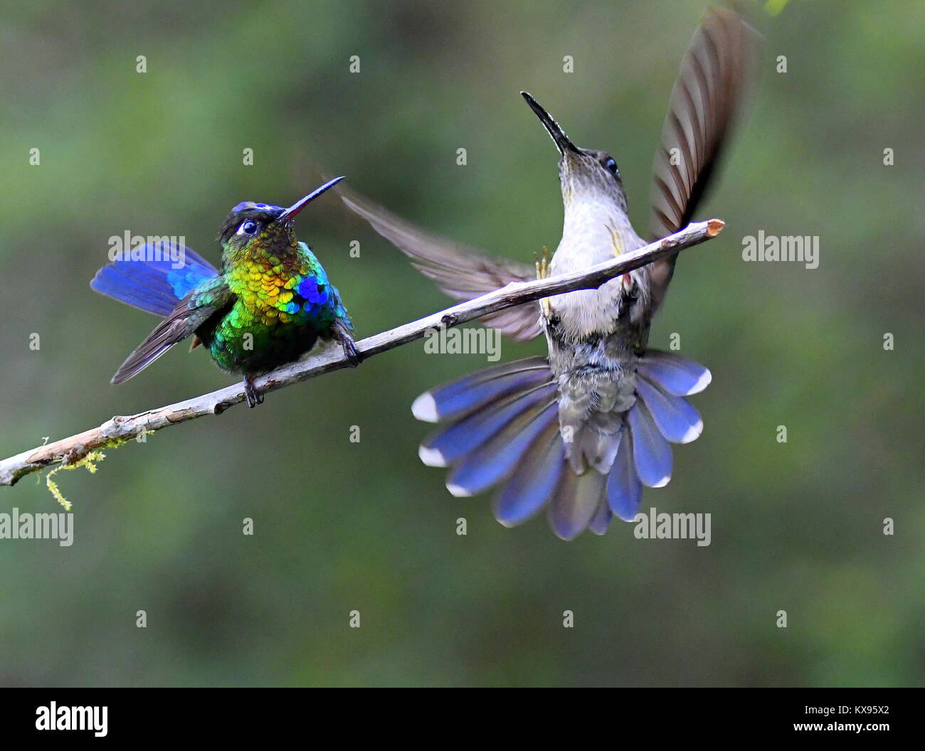 Protective fiery-throated hummingbird (Panterpe insignis) defends ...