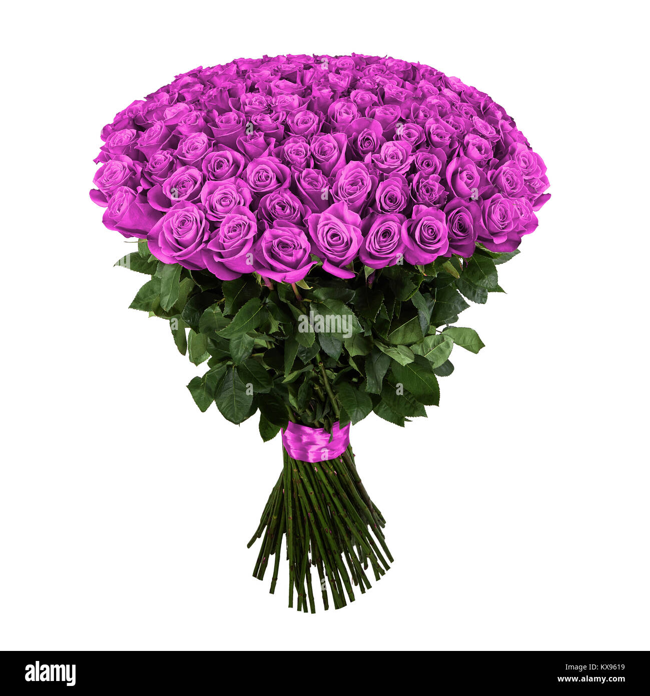 Pink rose. Isolated large bouquet of 101 rose on white Stock Photo - Alamy