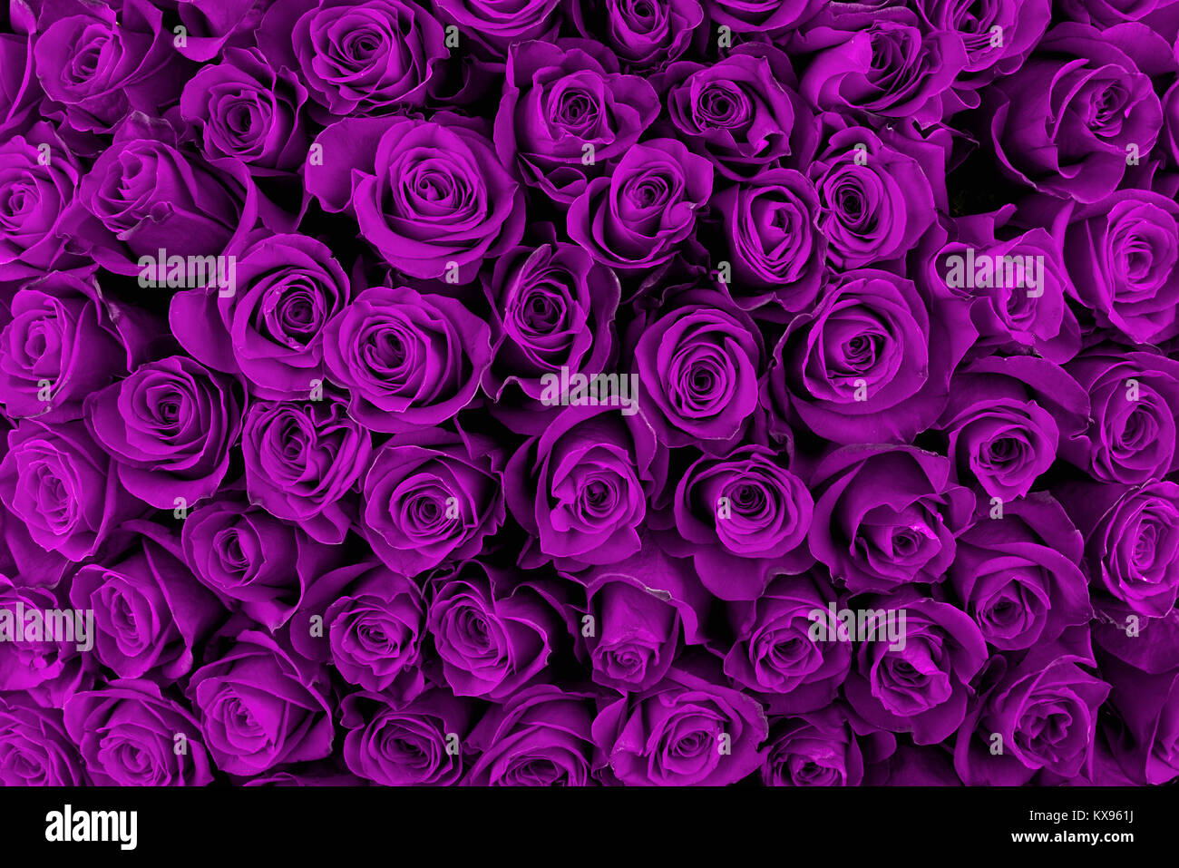 Beautiful violet roses, floral background Stock Photo - Alamy