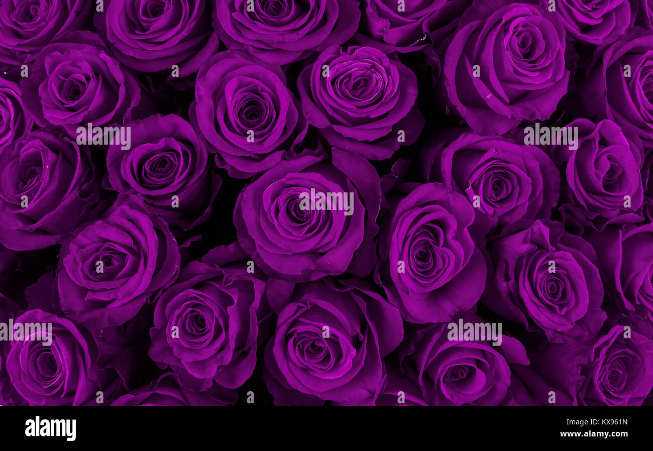 Violet roses hi-res stock photography and images - Alamy