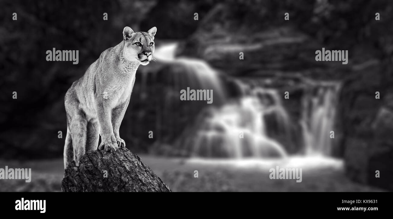 Puma at the Falls, mountain lion, puma Stock Photo - Alamy