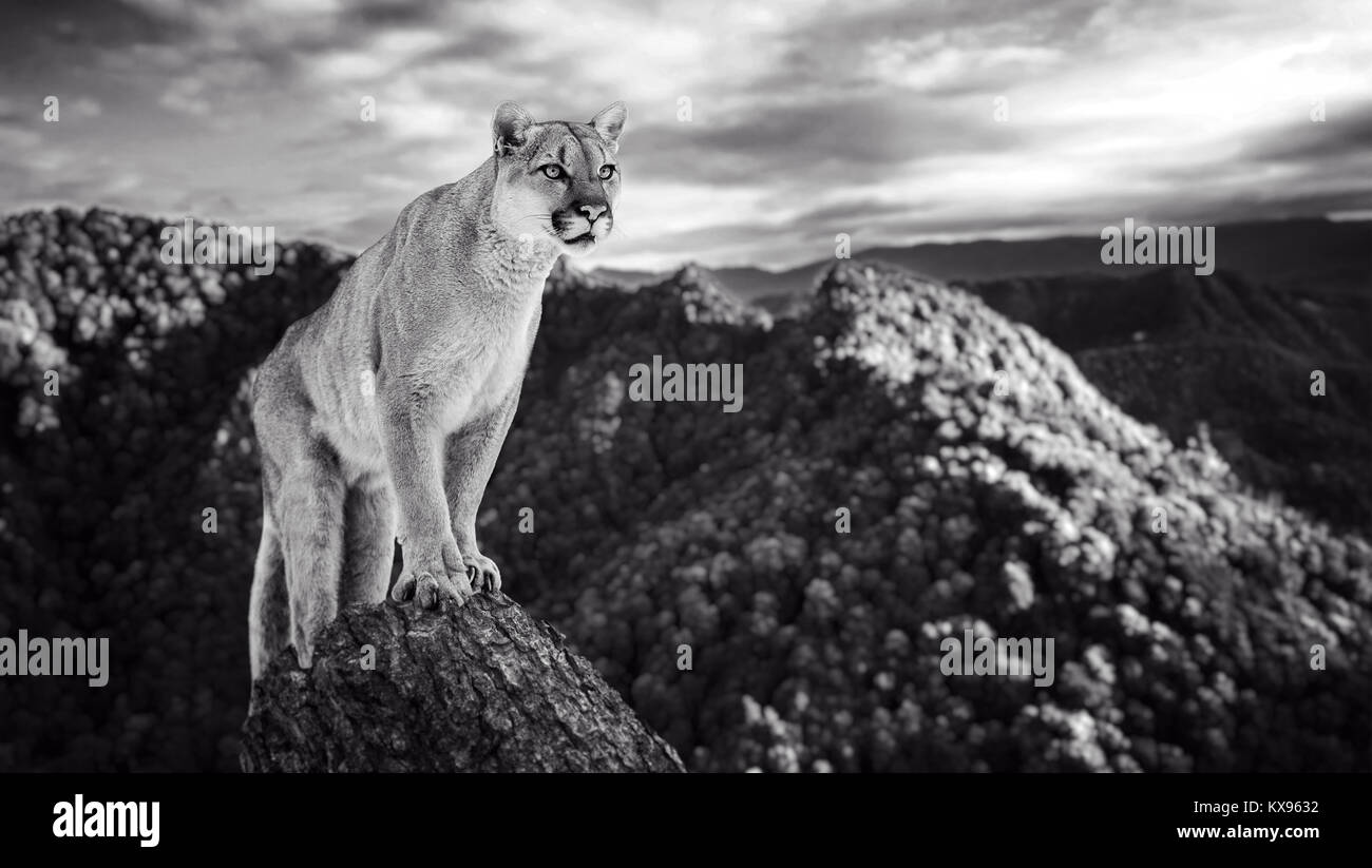Cougar in the mountains, mountain lion, puma Stock Photo - Alamy