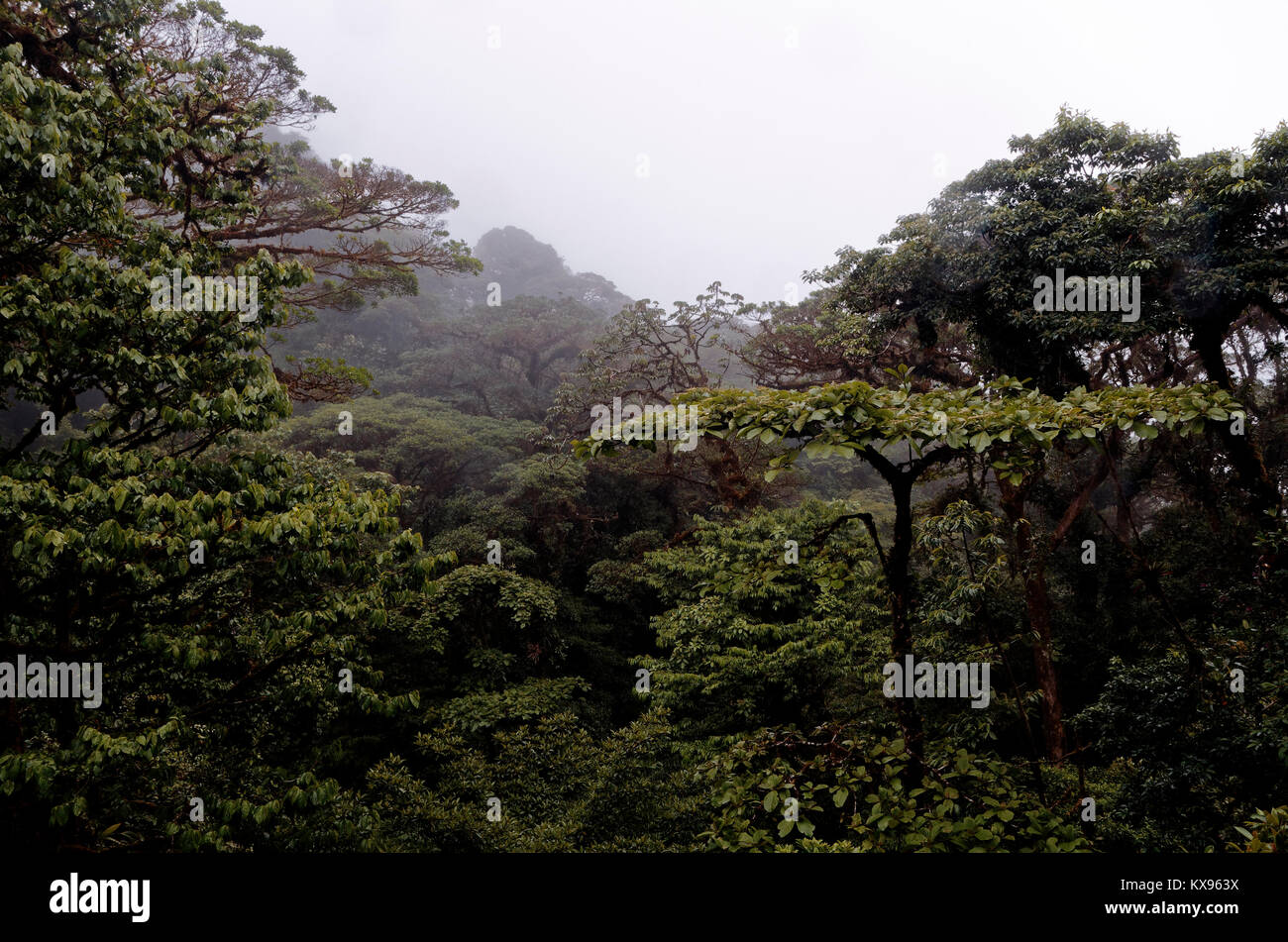Tree top views taken from the hanging bridges over Monteverde Cloud ...
