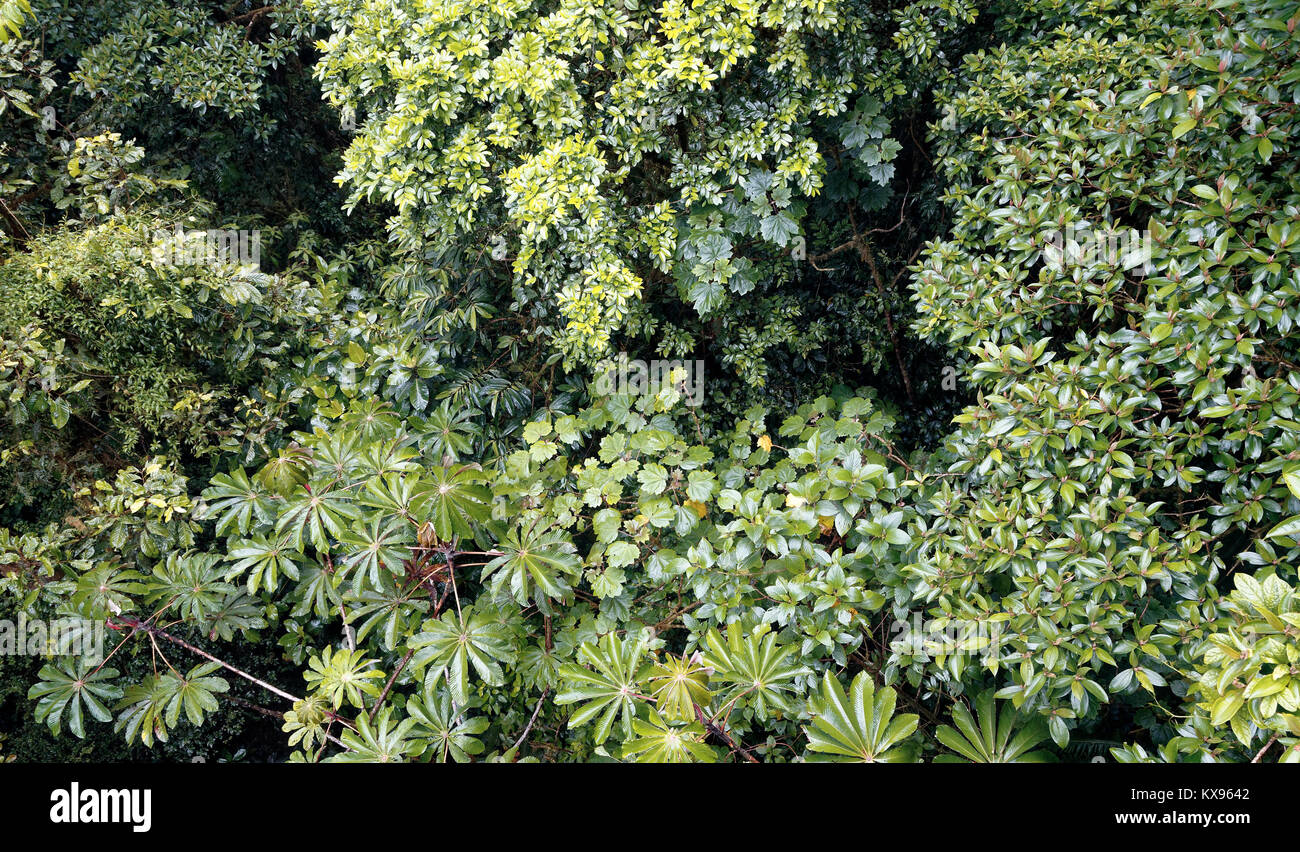 Tree top views taken from the hanging bridges over Monteverde Cloud ...