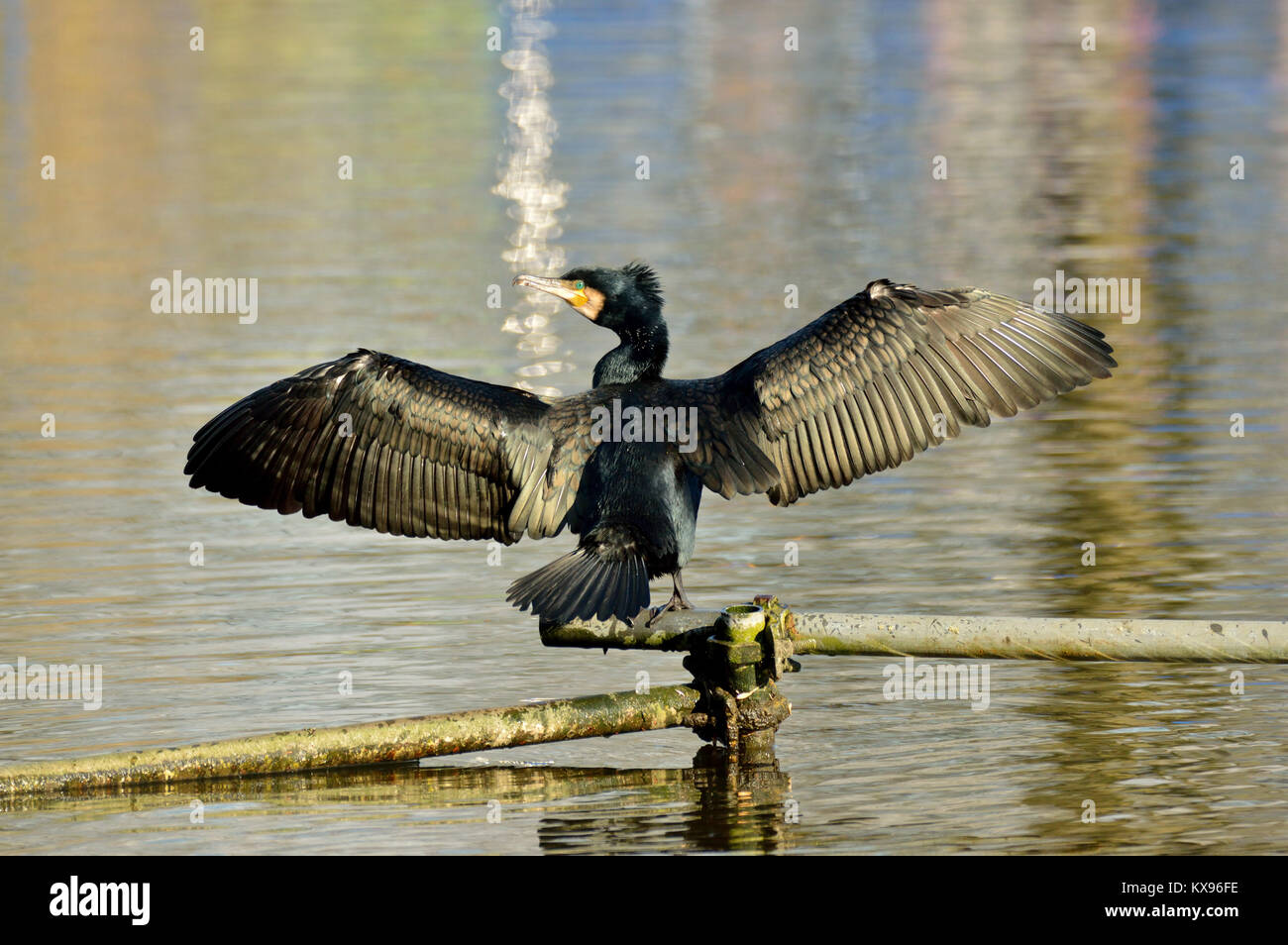 Great Cormorant drying its wings Stock Photo - Alamy